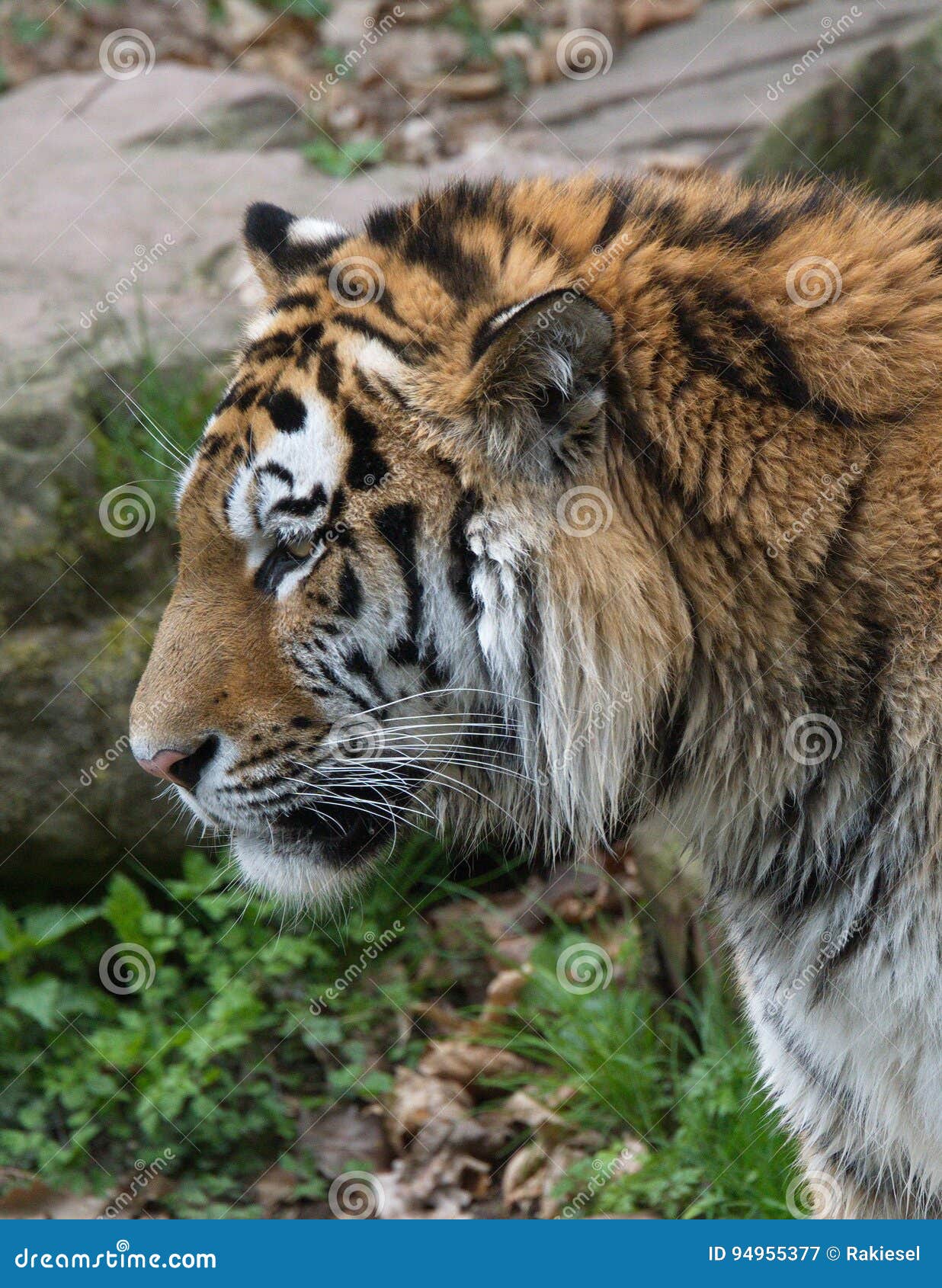 Tiger profile from left stock image. Image of bangladesh - 94955377