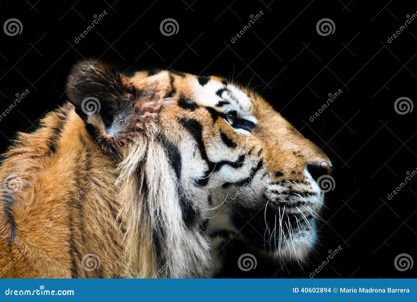 Tiger Profile Stock Photo | CartoonDealer.com #40602894