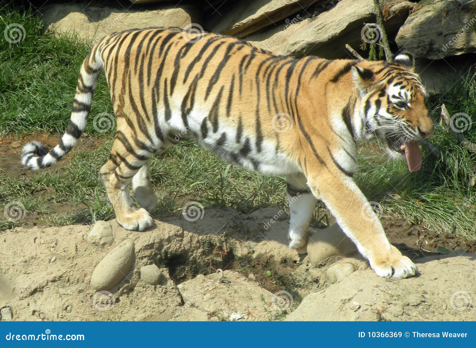 Tiger on the prowl stock image. Image of beautiful, large - 10366369