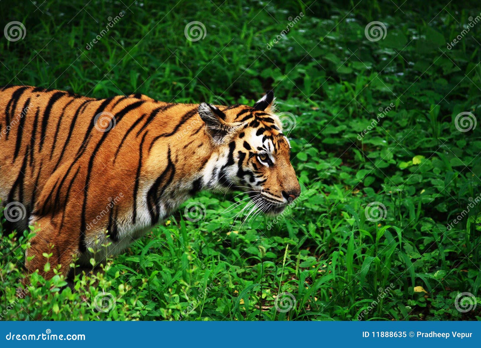 Tiger on the Prowl stock image. Image of leopard, greenery - 11888635