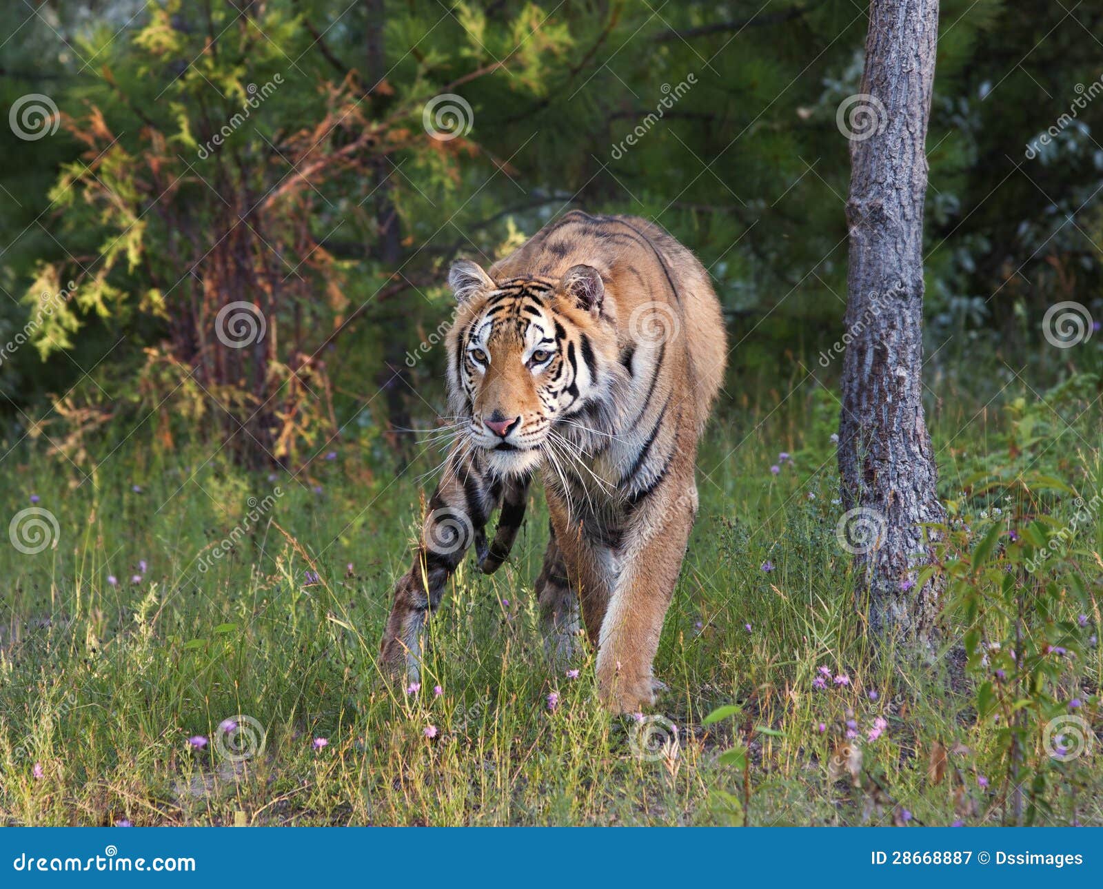 Tiger on the Prowl stock image. Image of forest, animal - 28668887