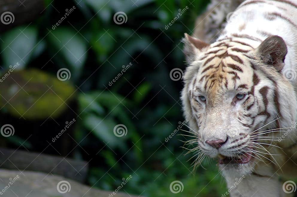 Tiger on the prowl stock image. Image of feline, singapore - 671181