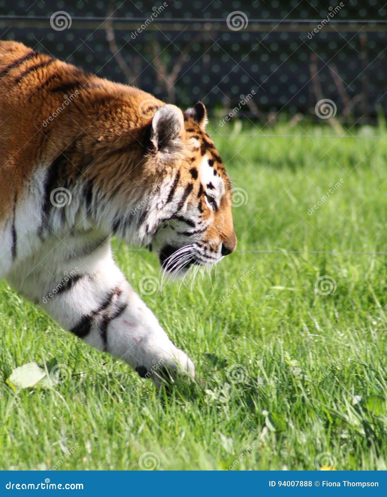 Tiger stock photo. Image of wild, tiger, stripes, prowl - 94007888