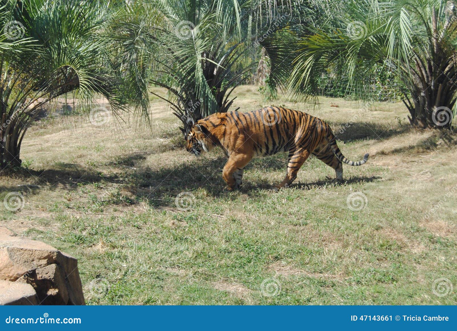 Tiger on the prowl stock image. Image of green, prowl - 47143661