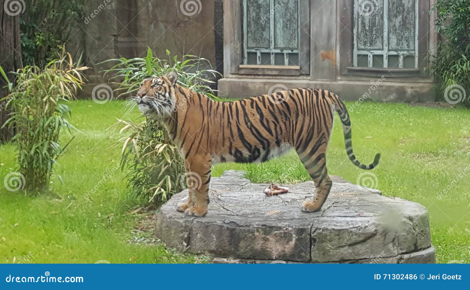 Tiger stock photo. Image of tiger, animal, prowl, water - 71302486
