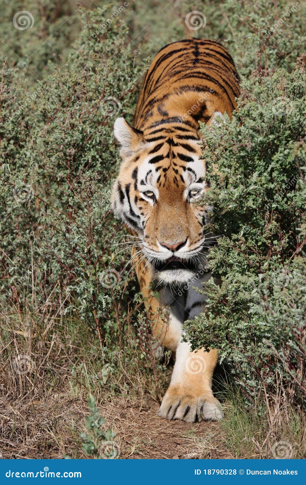 Tiger Prowling stock photo. Image of head, furry, predator - 18790328