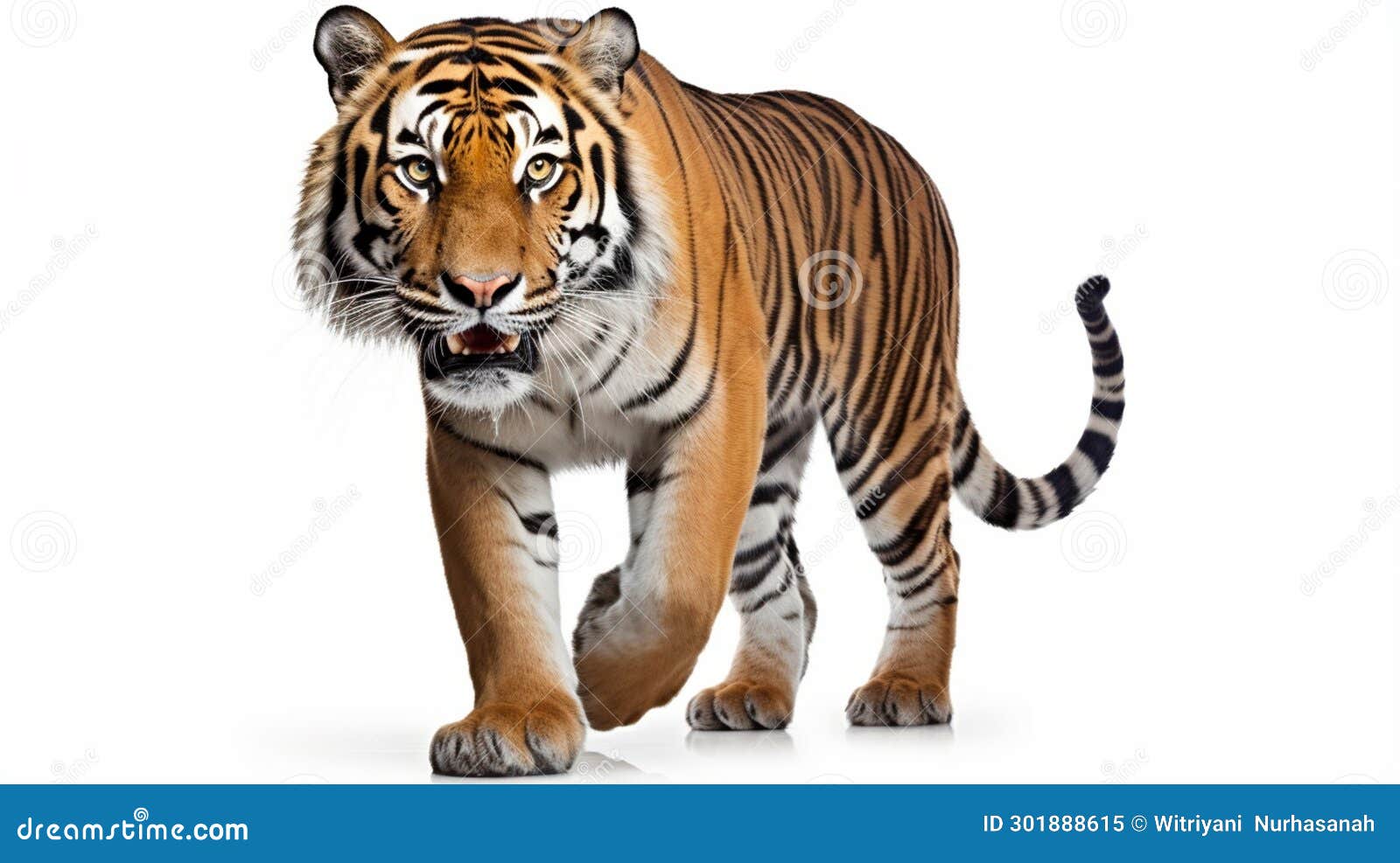 Tiger Prowling, Approaching and Looking at the Camera, Isolated ...