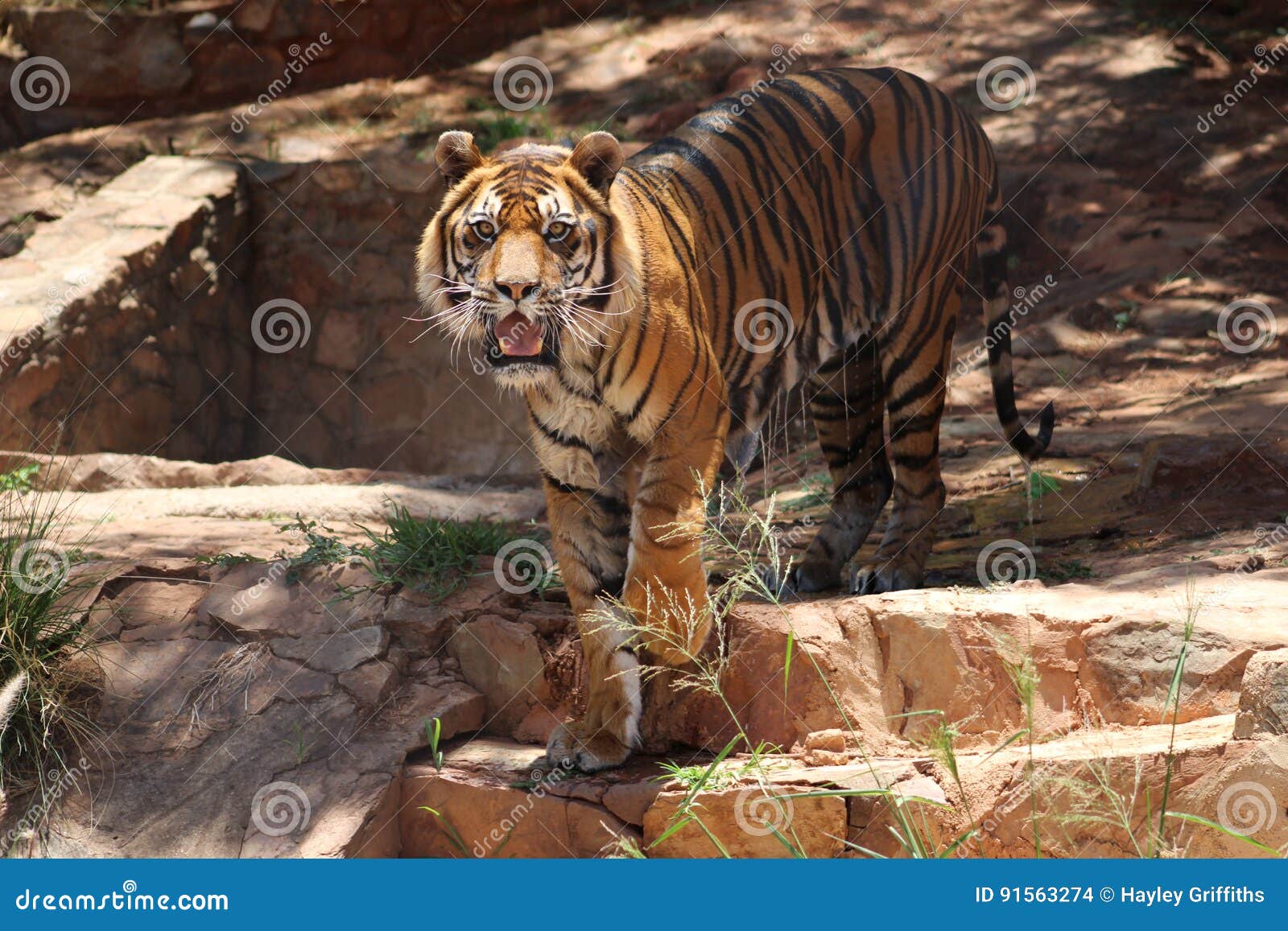 Tiger prowling stock photo. Image of face, habitat, walking - 91563274