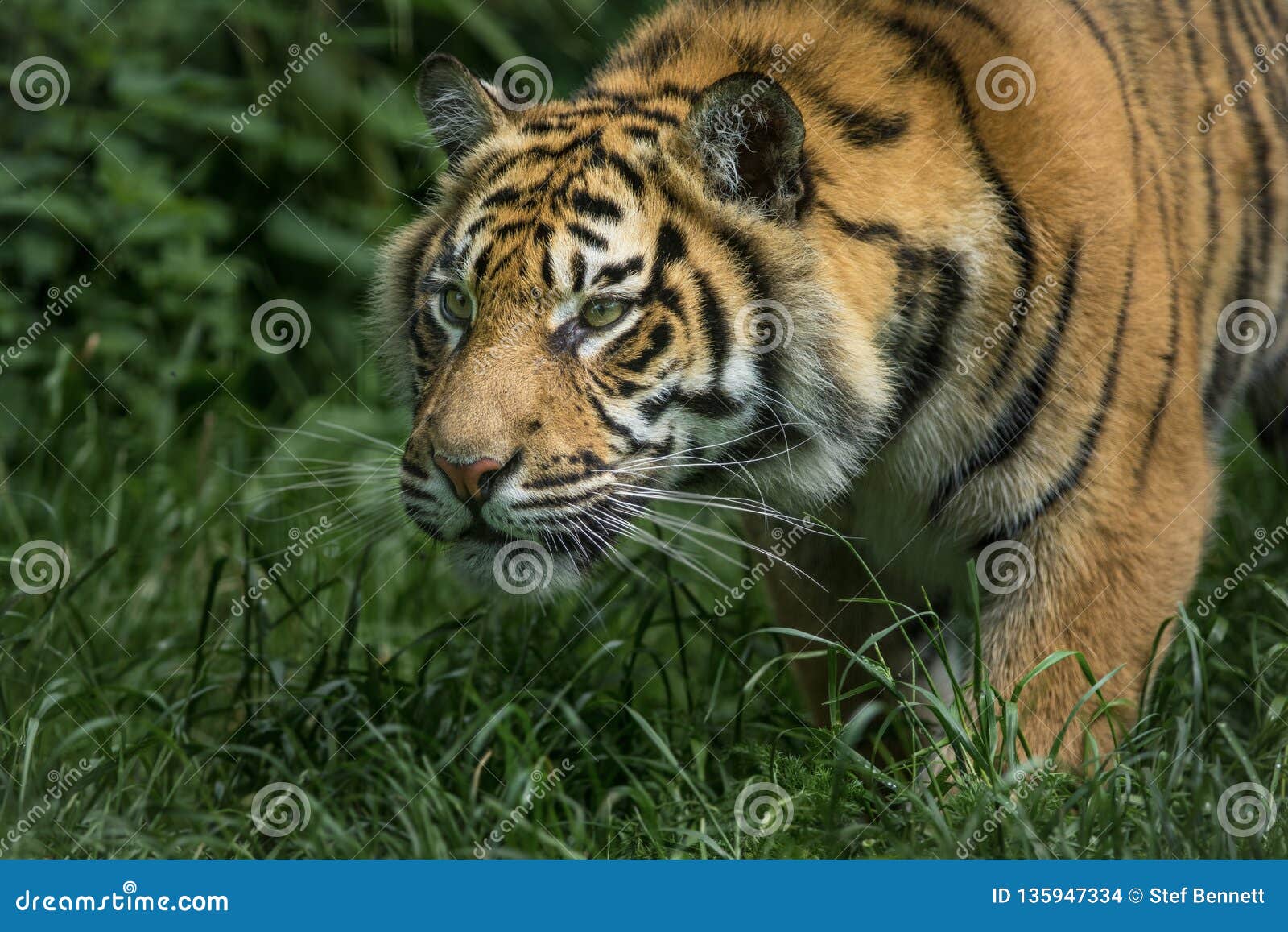 Tiger, Prowling through Grass Stock Photo - Image of stare, close ...