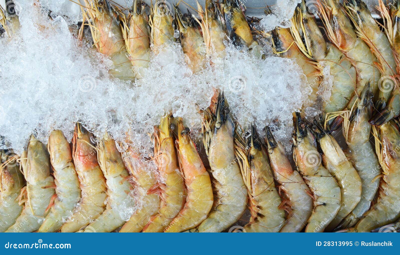 Tiger prowns stock image. Image of arrange, prawn, shell - 28313995
