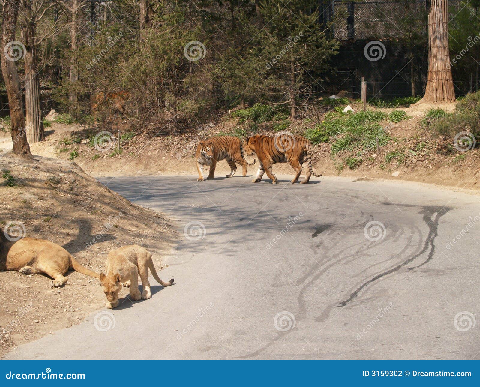 Tiger and Puma stock photo. Image of predator, attack - 3159302
