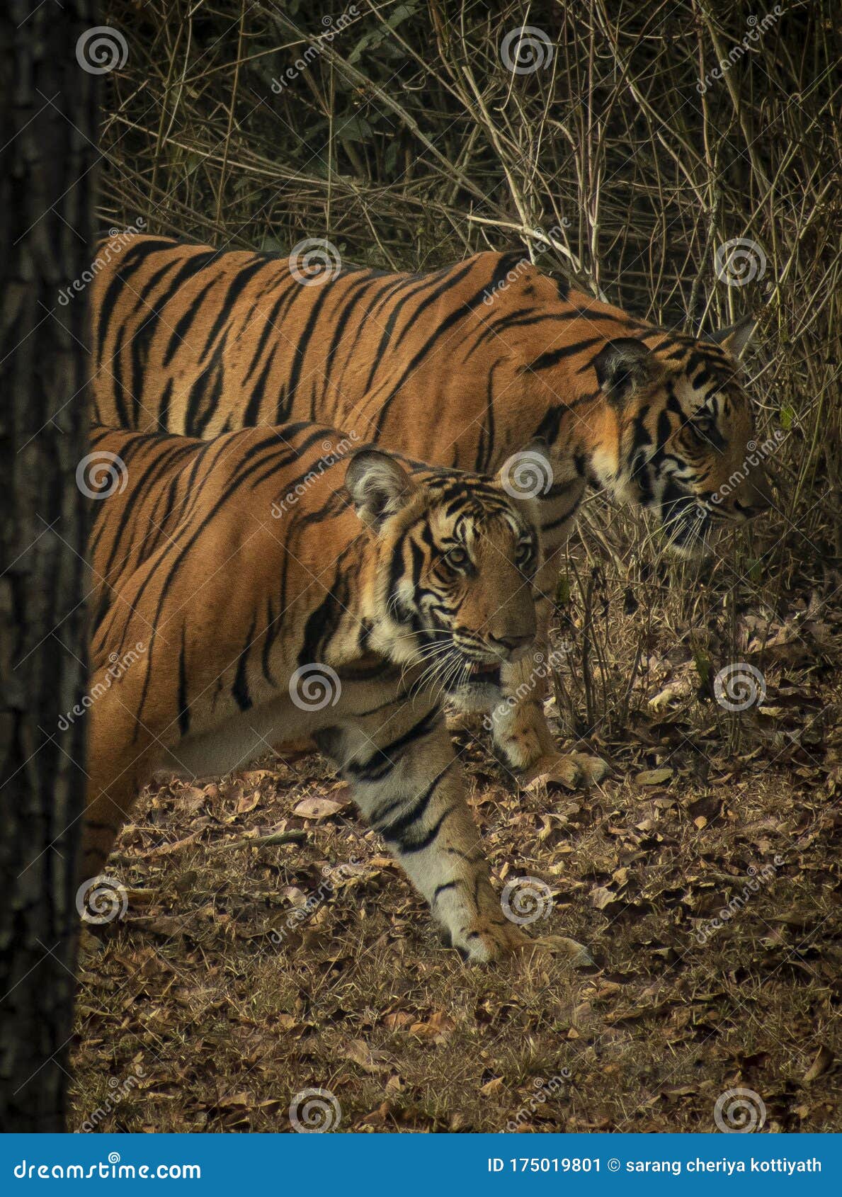 Tiger stock image. Image of d7500, animal, pure, tiger - 175019801