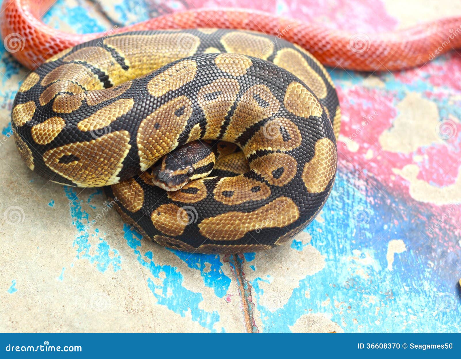A Tiger Python and Corn Snakes Stock Photo - Image of creature ...