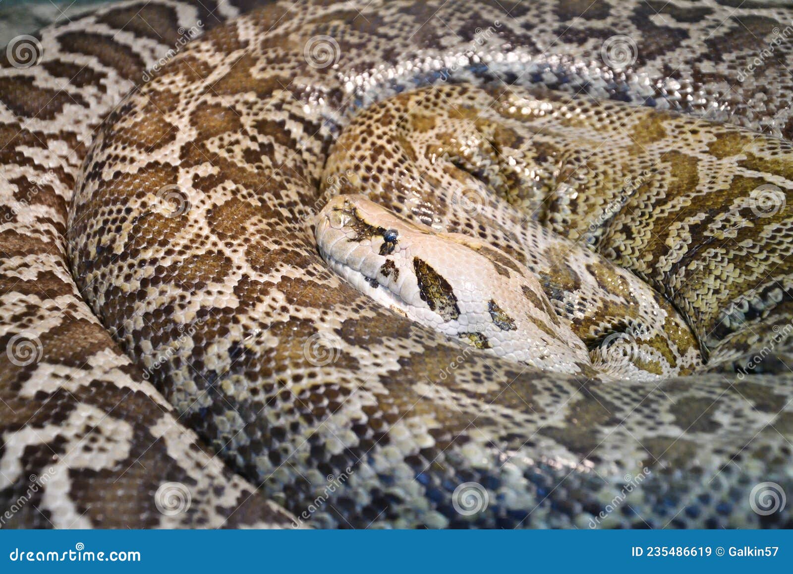 The Tiger Python Latin Python Molurus is a Large Non-venomous Snake ...