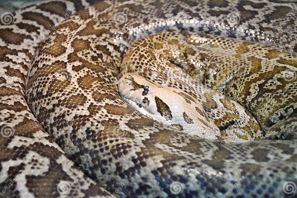 The Tiger Python Latin Python Molurus is a Large Non-venomous Snake ...