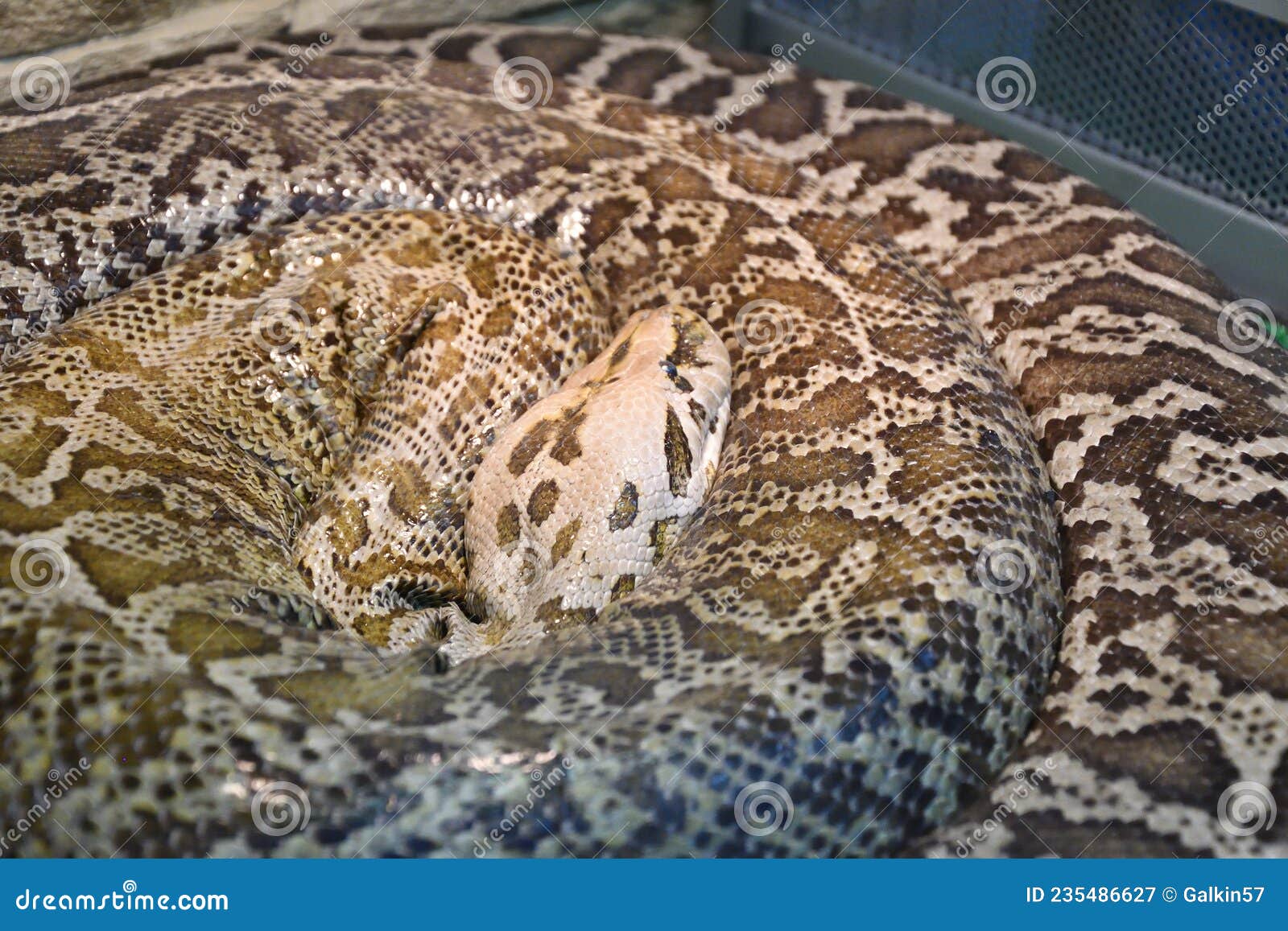 The Tiger Python Latin Python Molurus is a Large Non-venomous Snake ...