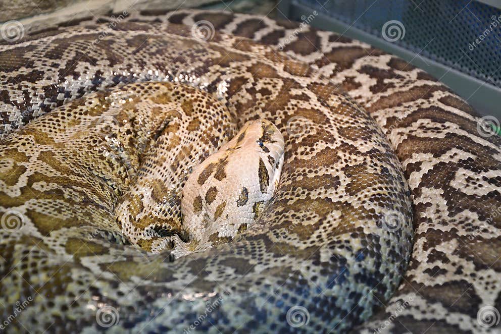 The Tiger Python Latin Python Molurus is a Large Non-venomous Snake ...