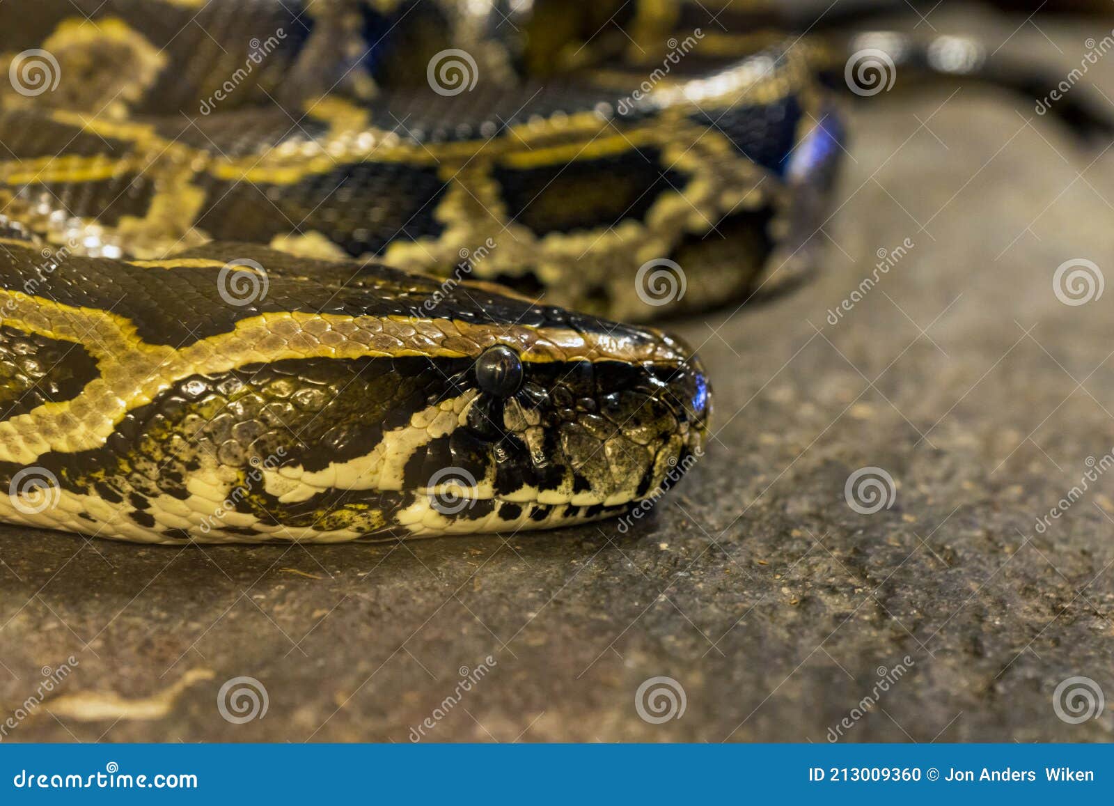Tiger Python, Python Molurus Closeup Snake Stock Photo - Image of ...