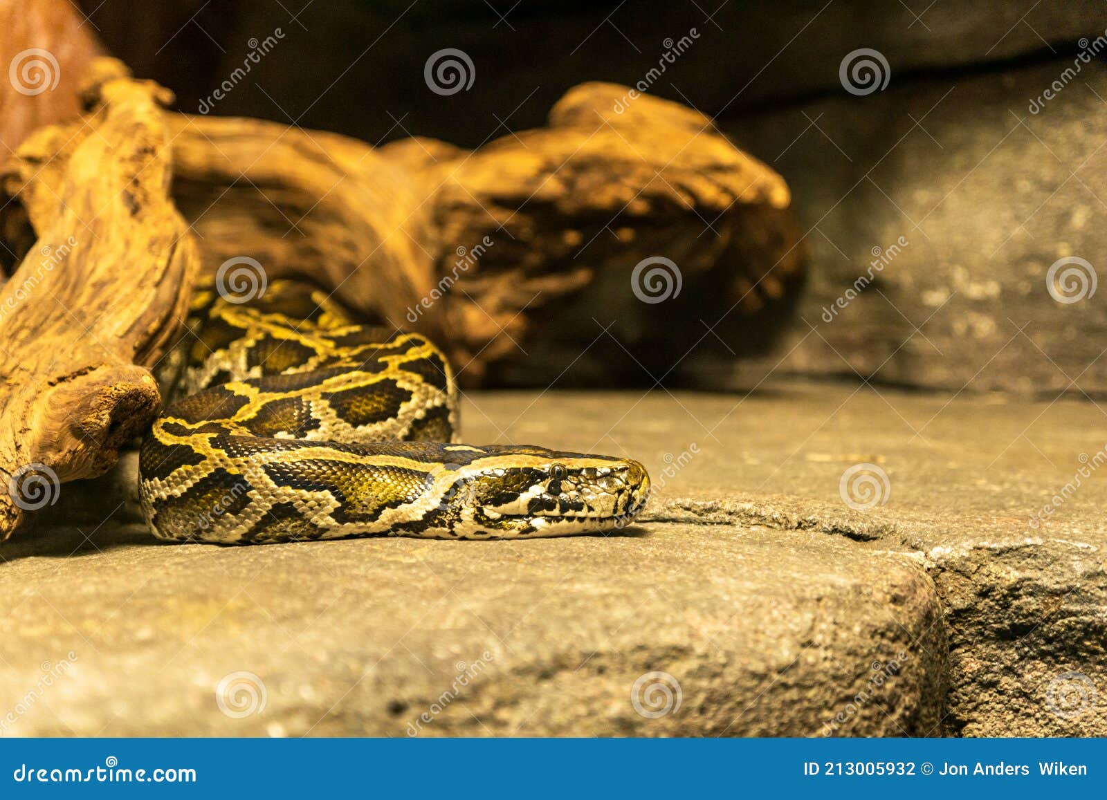 Tiger Python, Python Molurus Closeup Snake Stock Photo - Image of ...