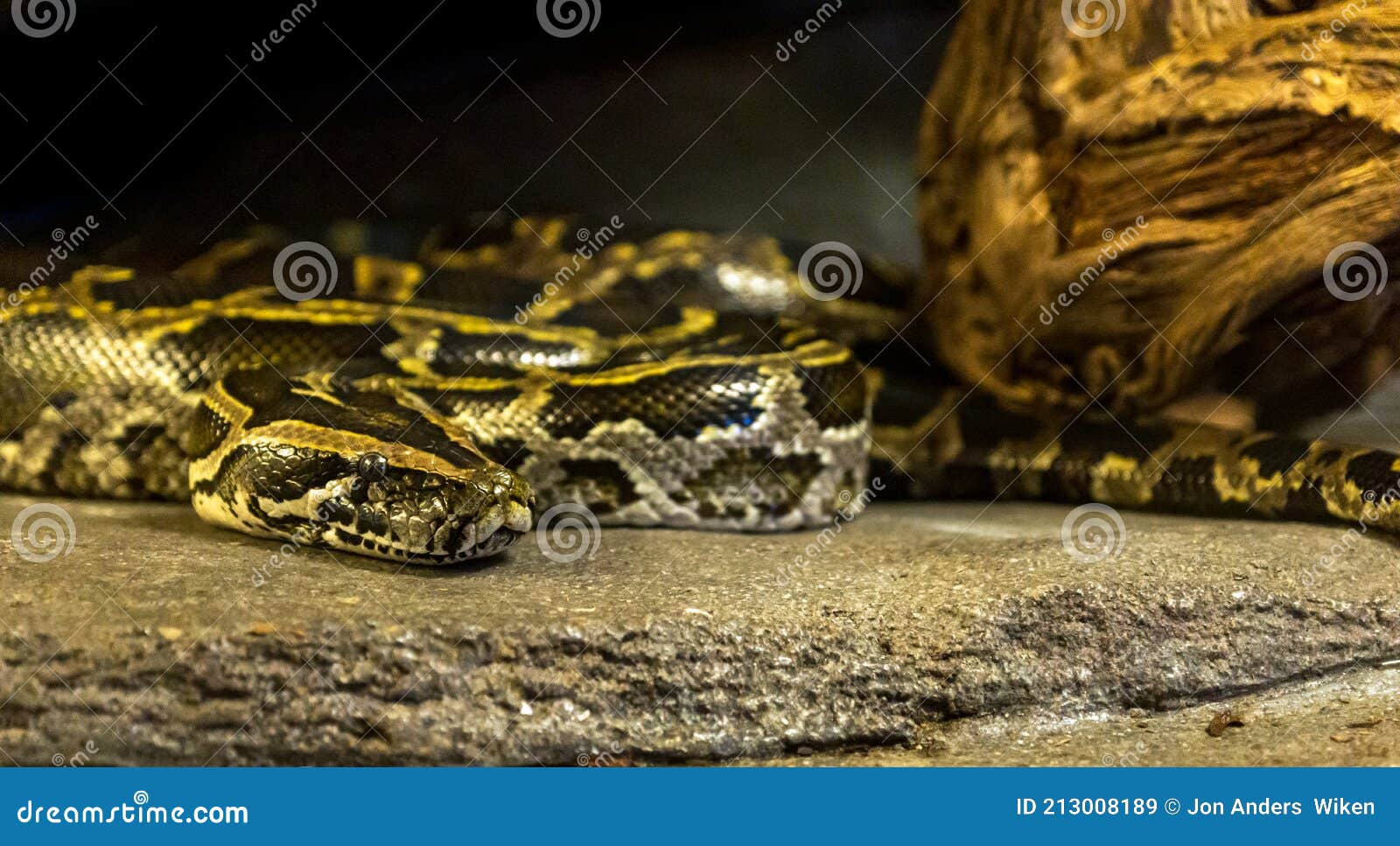 Tiger Python, Python Molurus Closeup Snake Stock Image - Image of giant ...