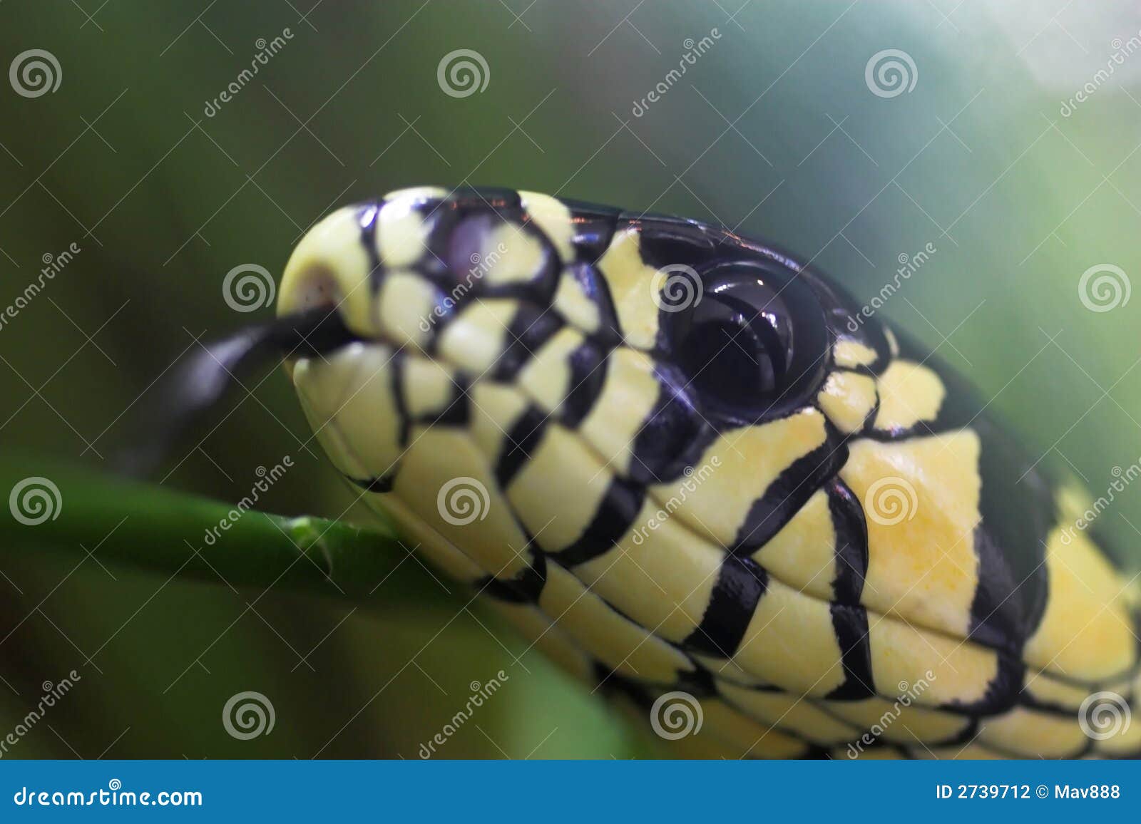Tiger rat snake stock photo. Image of forest, alive, behavior - 2739712