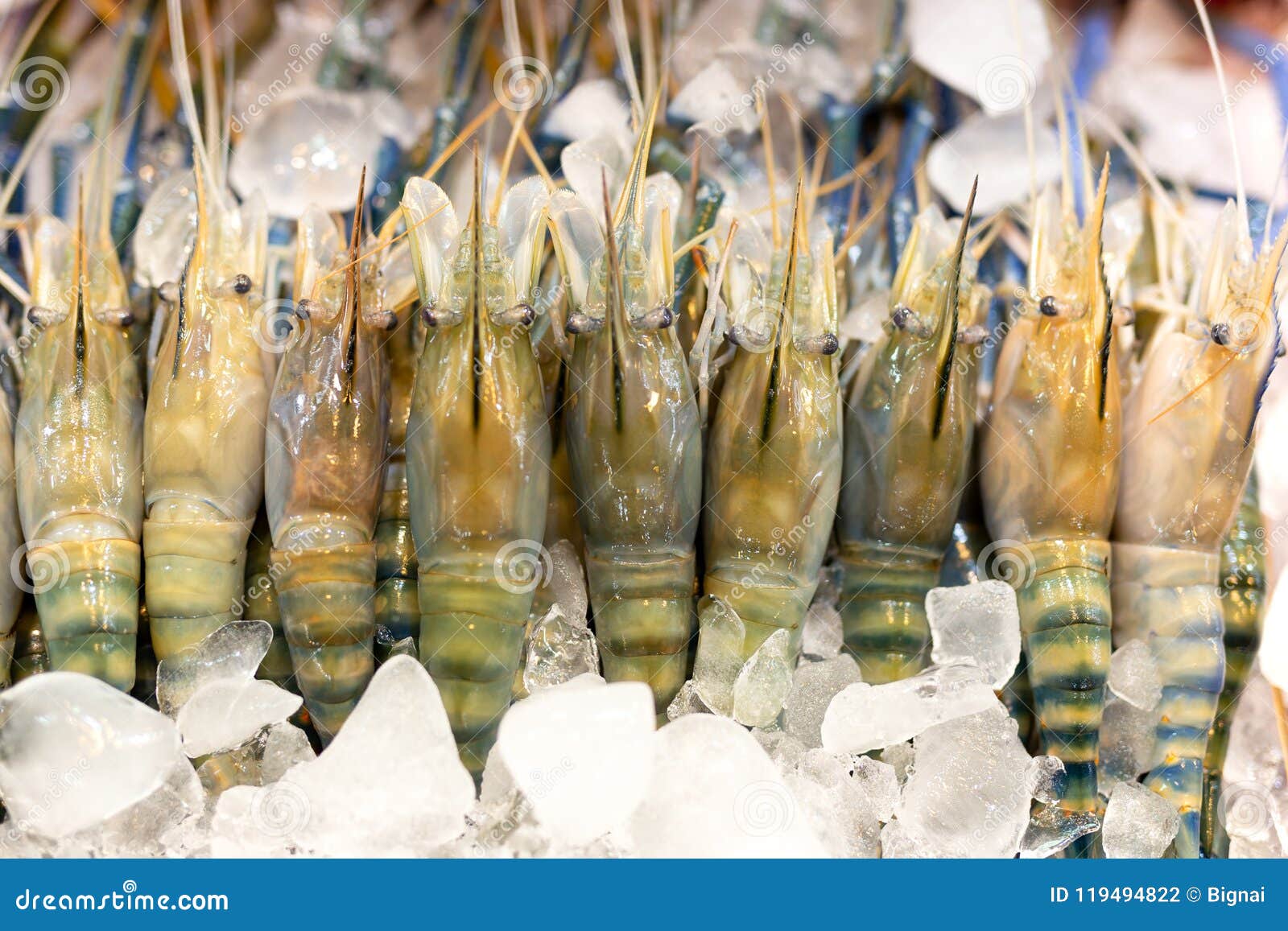 Tiger rawn on ice stock photo. Image of gourmet, delicious - 119494822