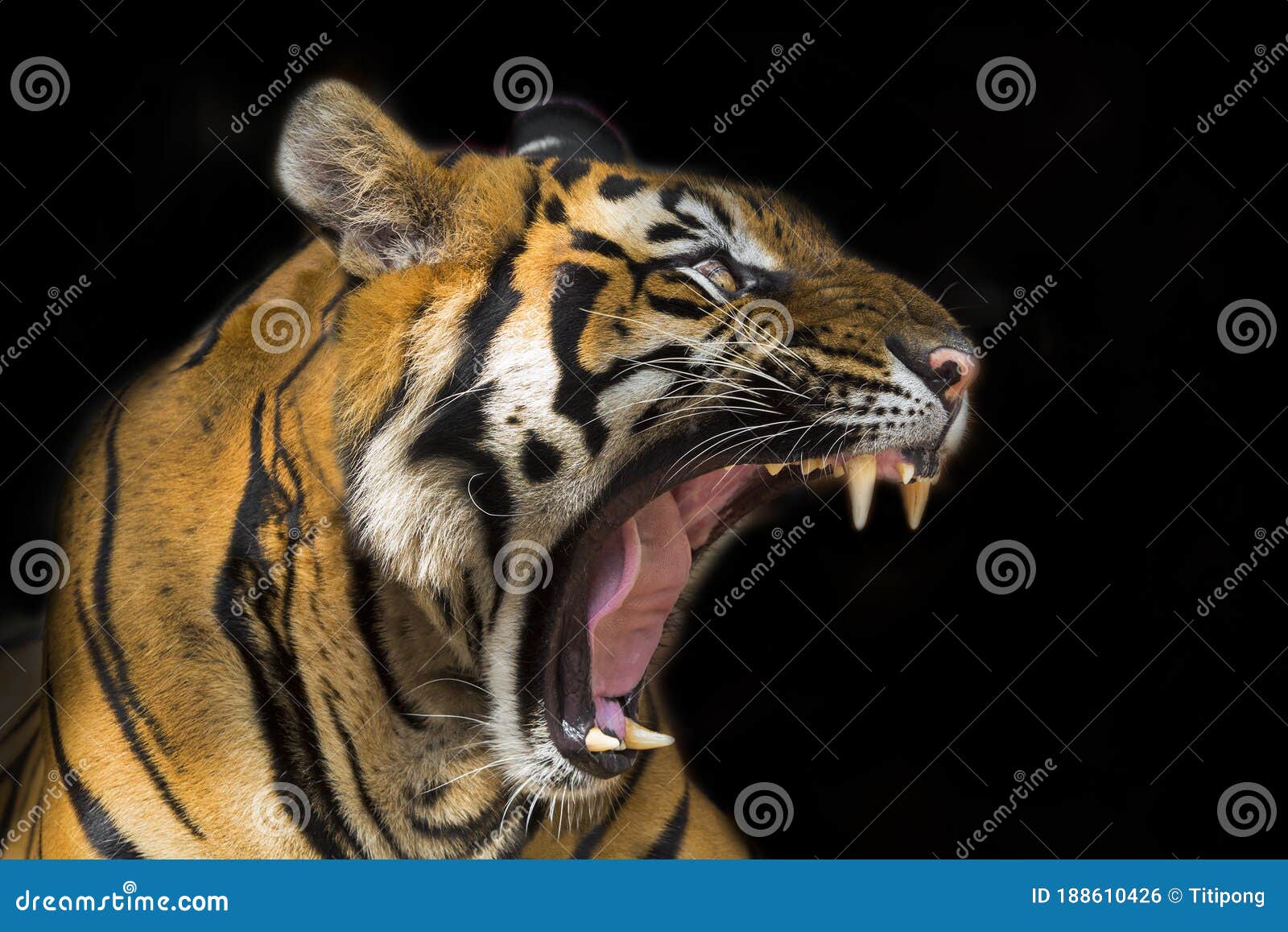 A tiger ready to attack stock photo. Image of asia, angry - 188610426