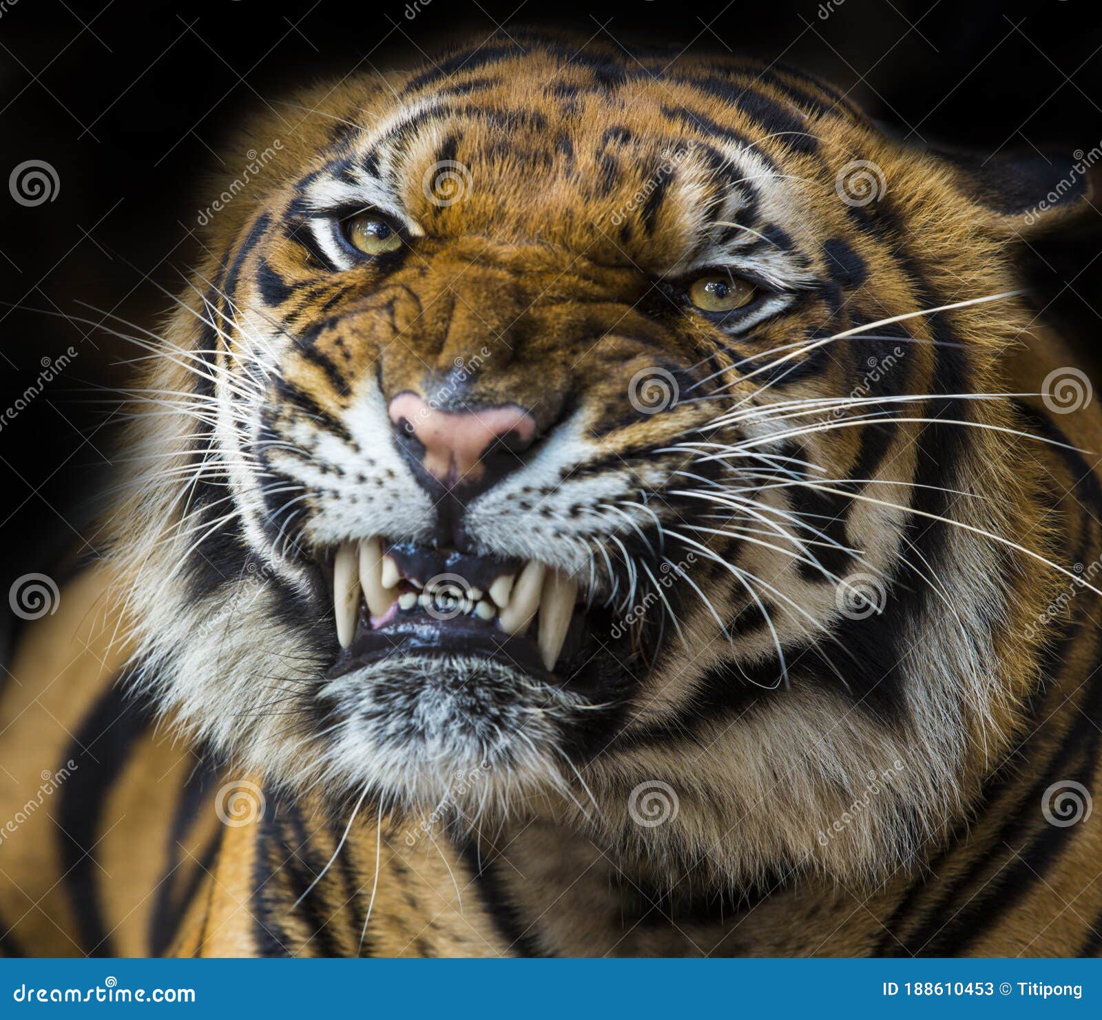 A tiger ready to attack stock image. Image of jungle - 188610453
