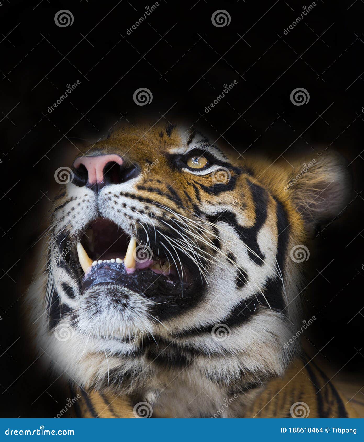 A tiger ready to attack stock photo. Image of angry - 188610464