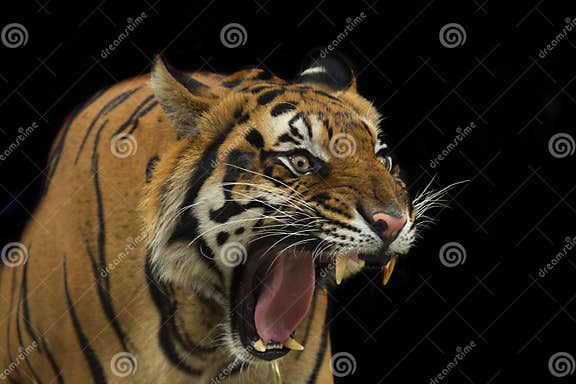 A tiger ready to attack stock image. Image of mammal - 188610485
