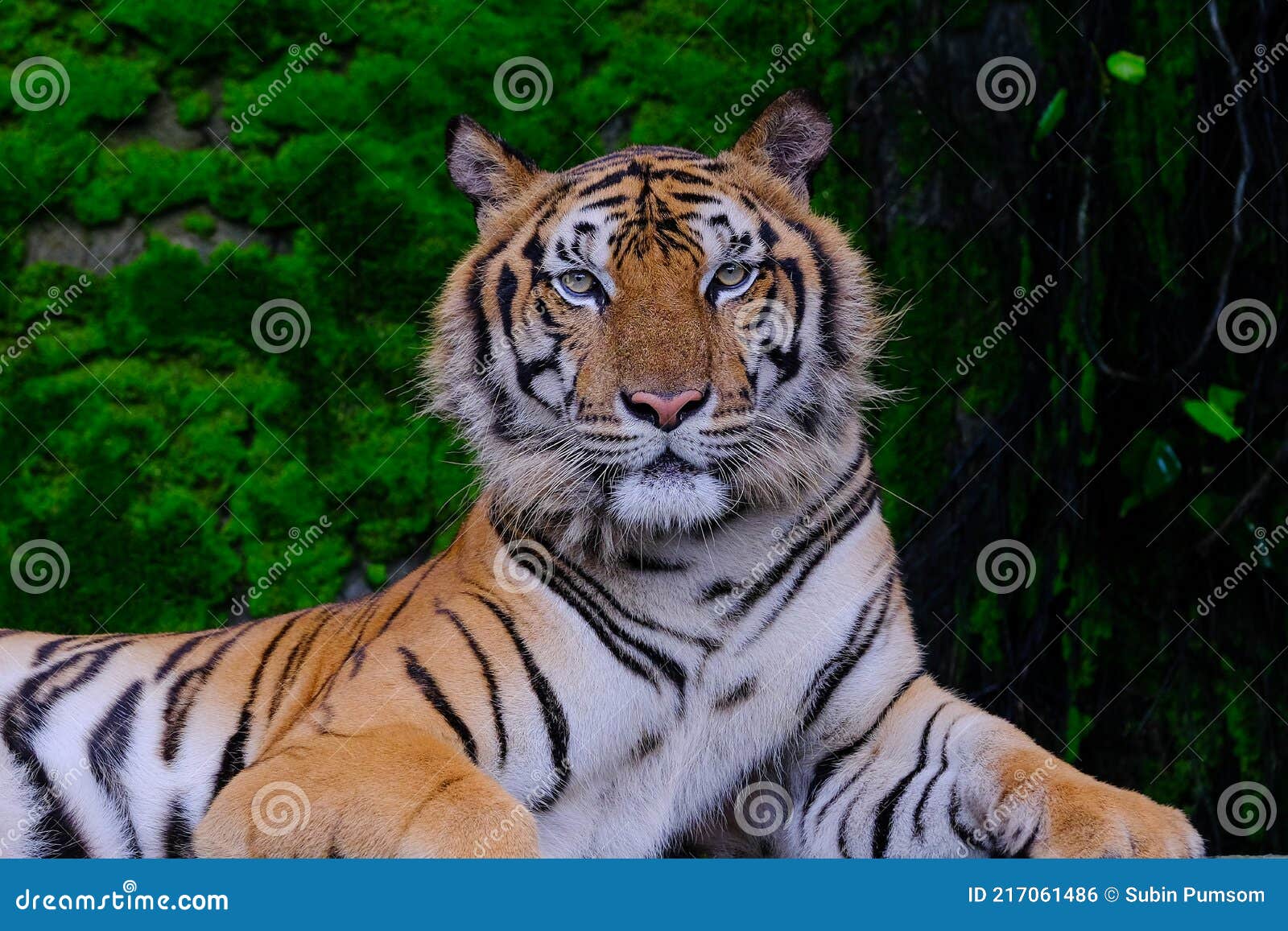 Tiger Ready To Attack Looking at You Stock Photo - Image of danger ...