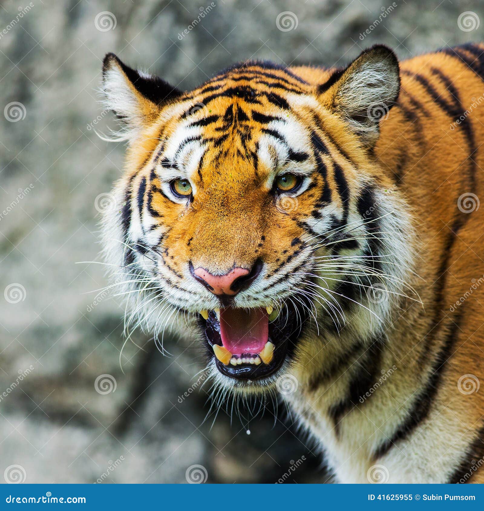 Tiger stock image. Image of expression, attack, danger - 41625955