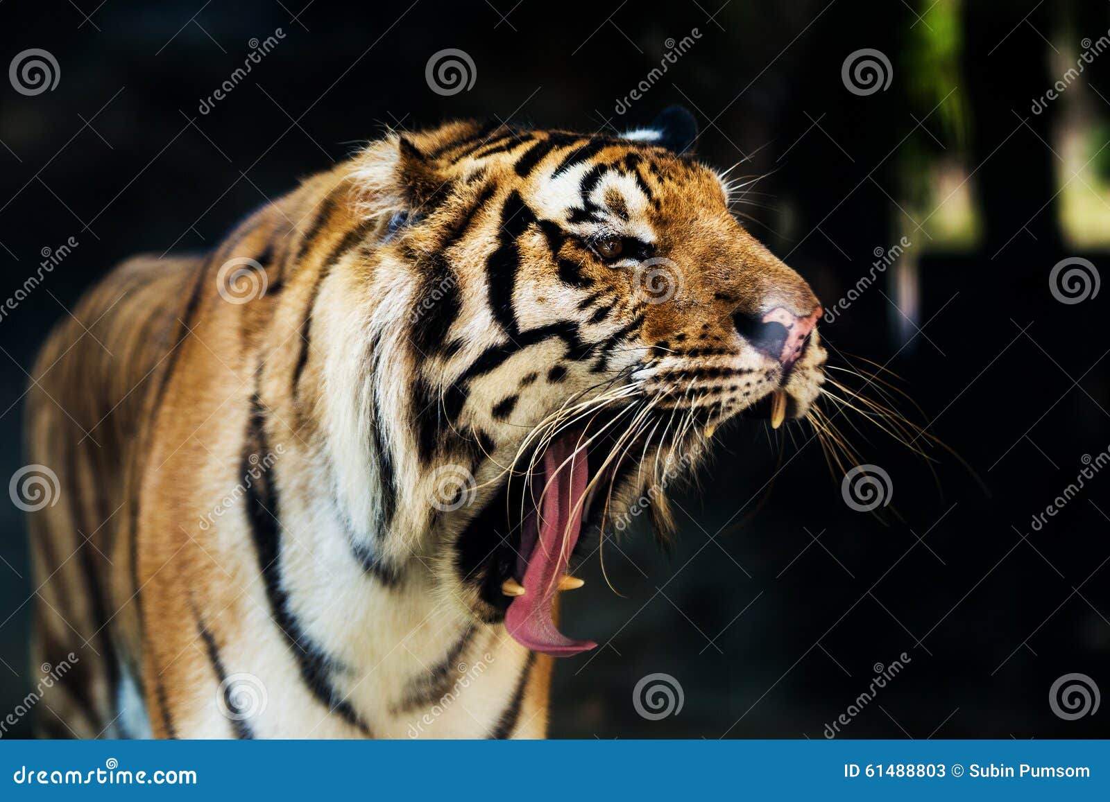 A tiger ready to attack stock image. Image of orange - 61488803