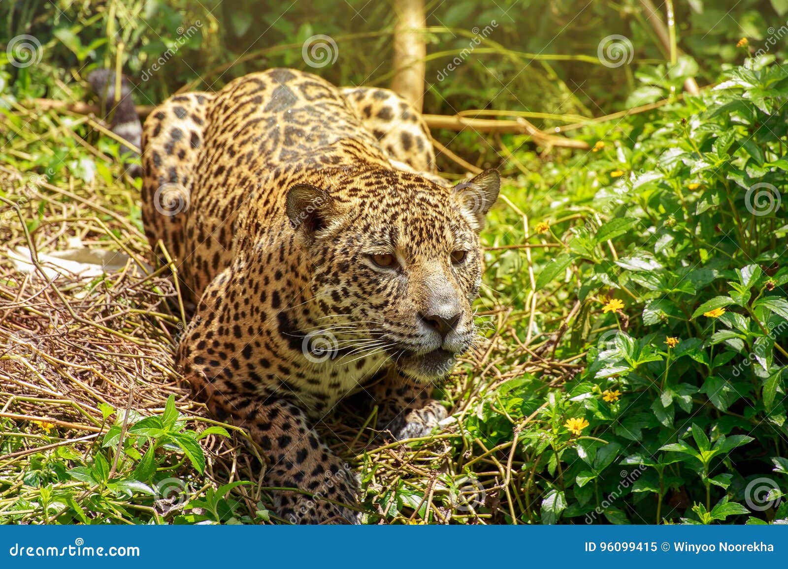 Tiger Squats Stock Photos - Free & Royalty-Free Stock Photos from ...