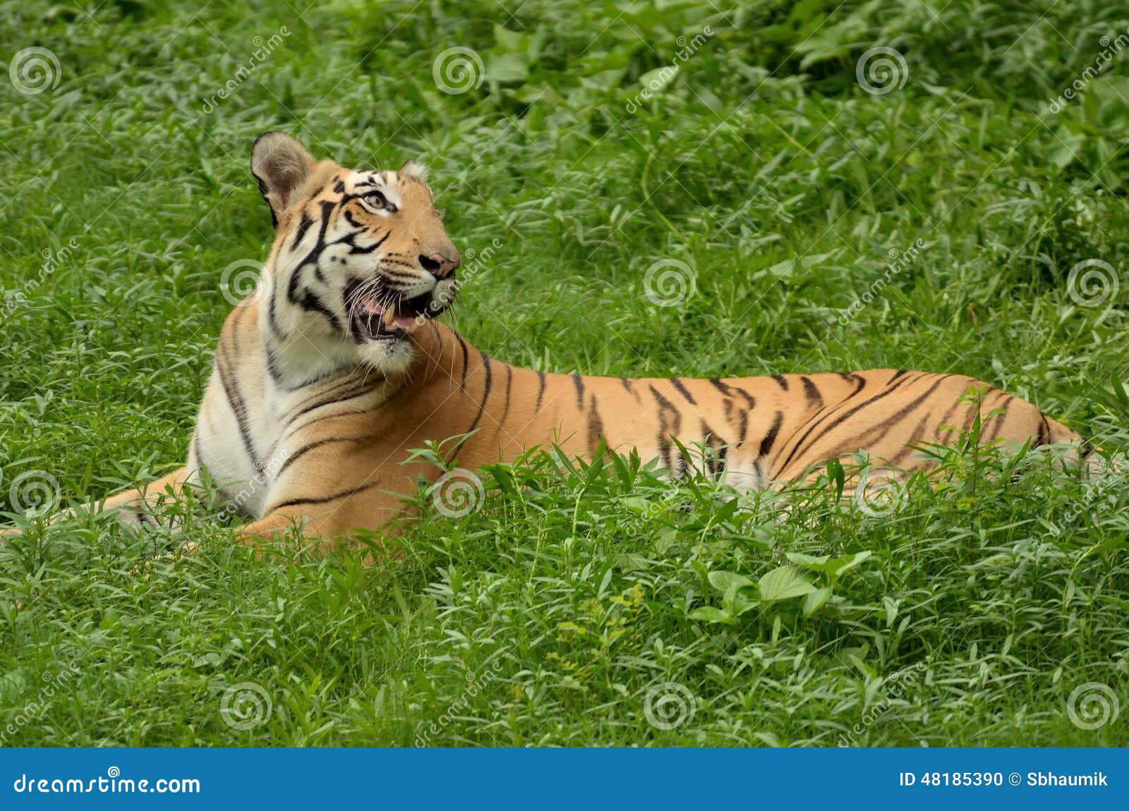 Tiger rear view stock photo. Image of staring, sideview - 48185390
