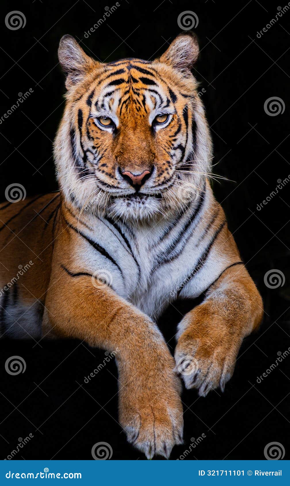 Toy Tiger Reclining On Pavement Royalty-Free Stock Image ...
