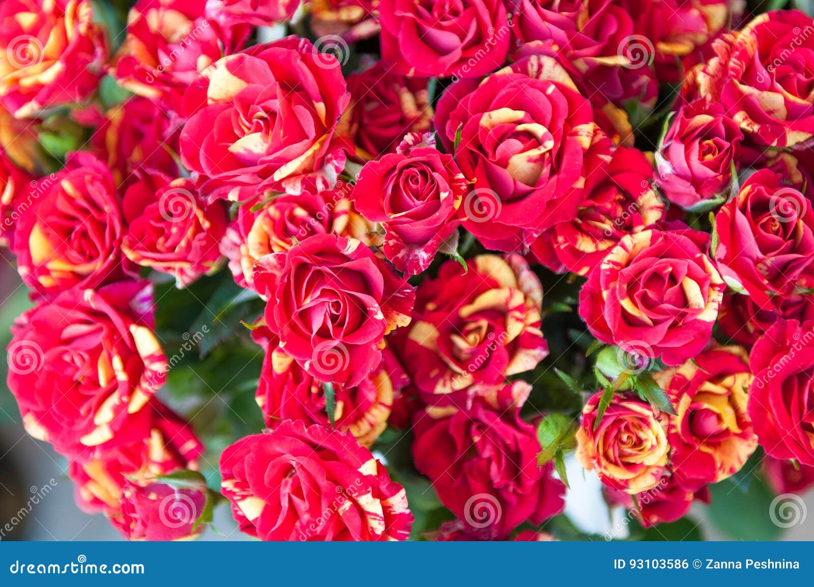 Tiger red roses stock photo. Image of design, leaf, decoration - 93103586