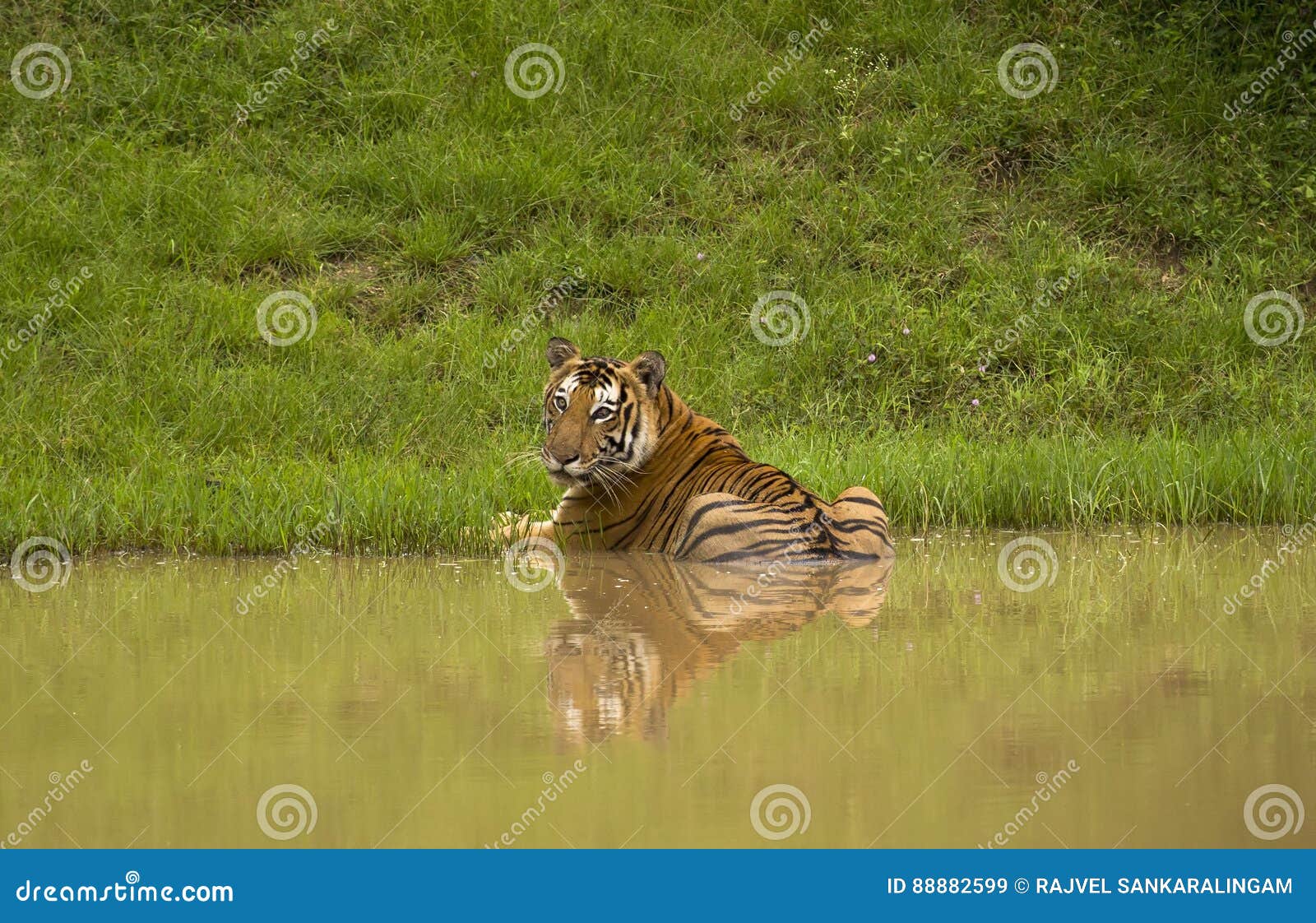 TIGER stock image. Image of tiger, reflection, wildlife - 88882599