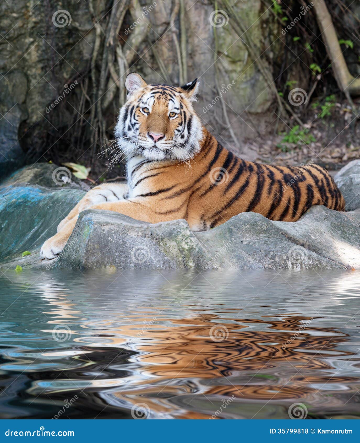 Tiger with Reflection in Water Stock Photo - Image of closeup ...