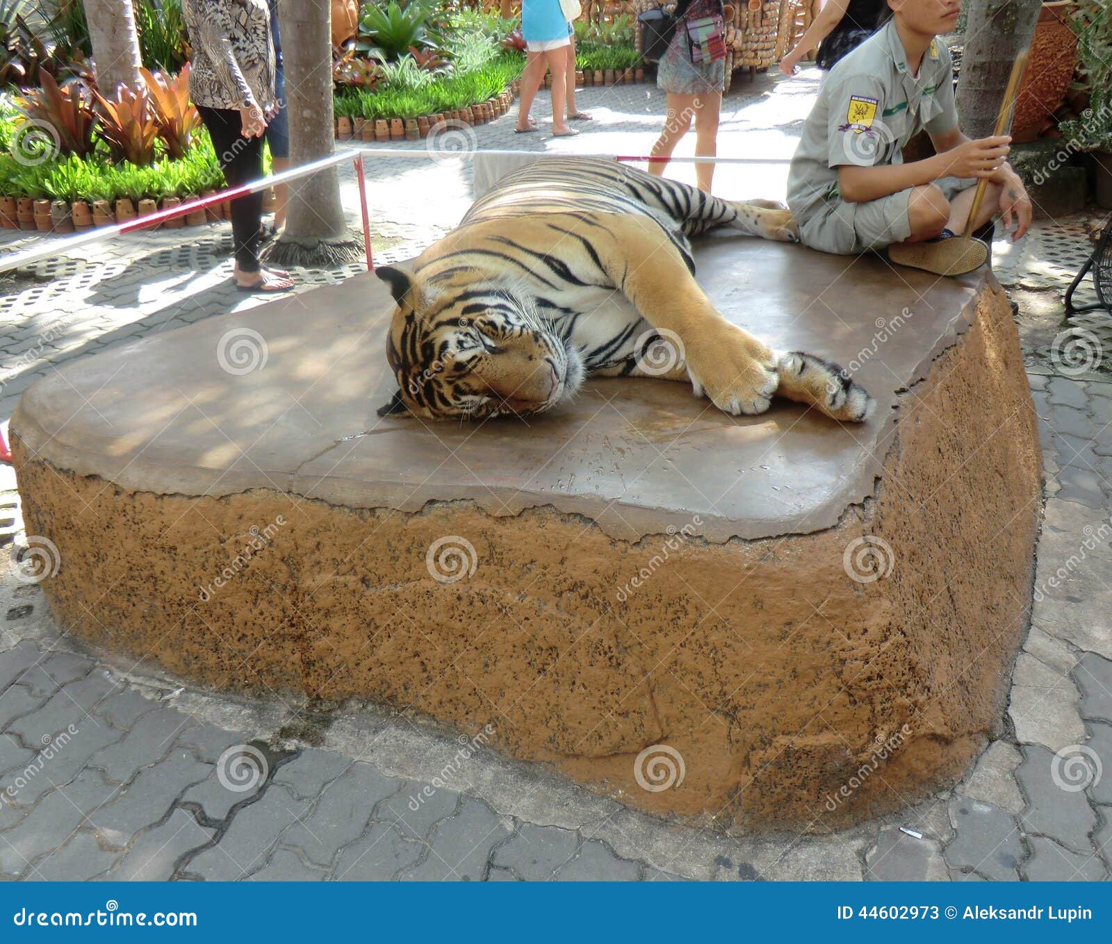 Tiger editorial stock photo. Image of tiger, animals - 44602973