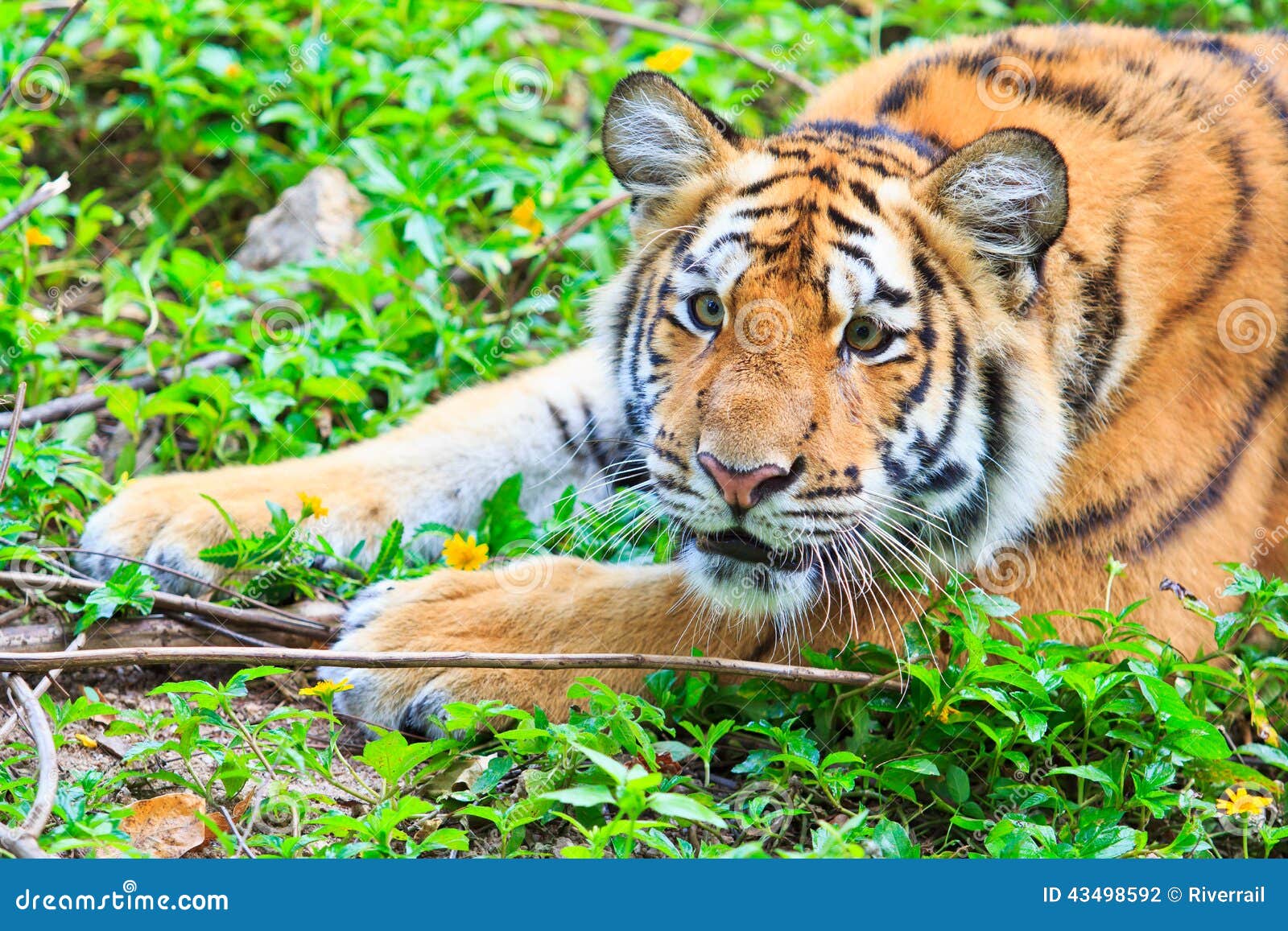 Tiger stock photo. Image of animal, color, mammal, asia - 43498592