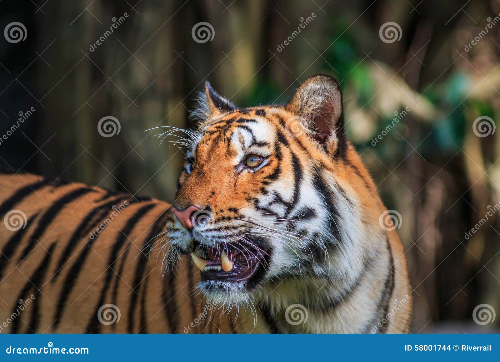 Tiger stock photo. Image of angry, mammal, feline, aggressive - 58001744