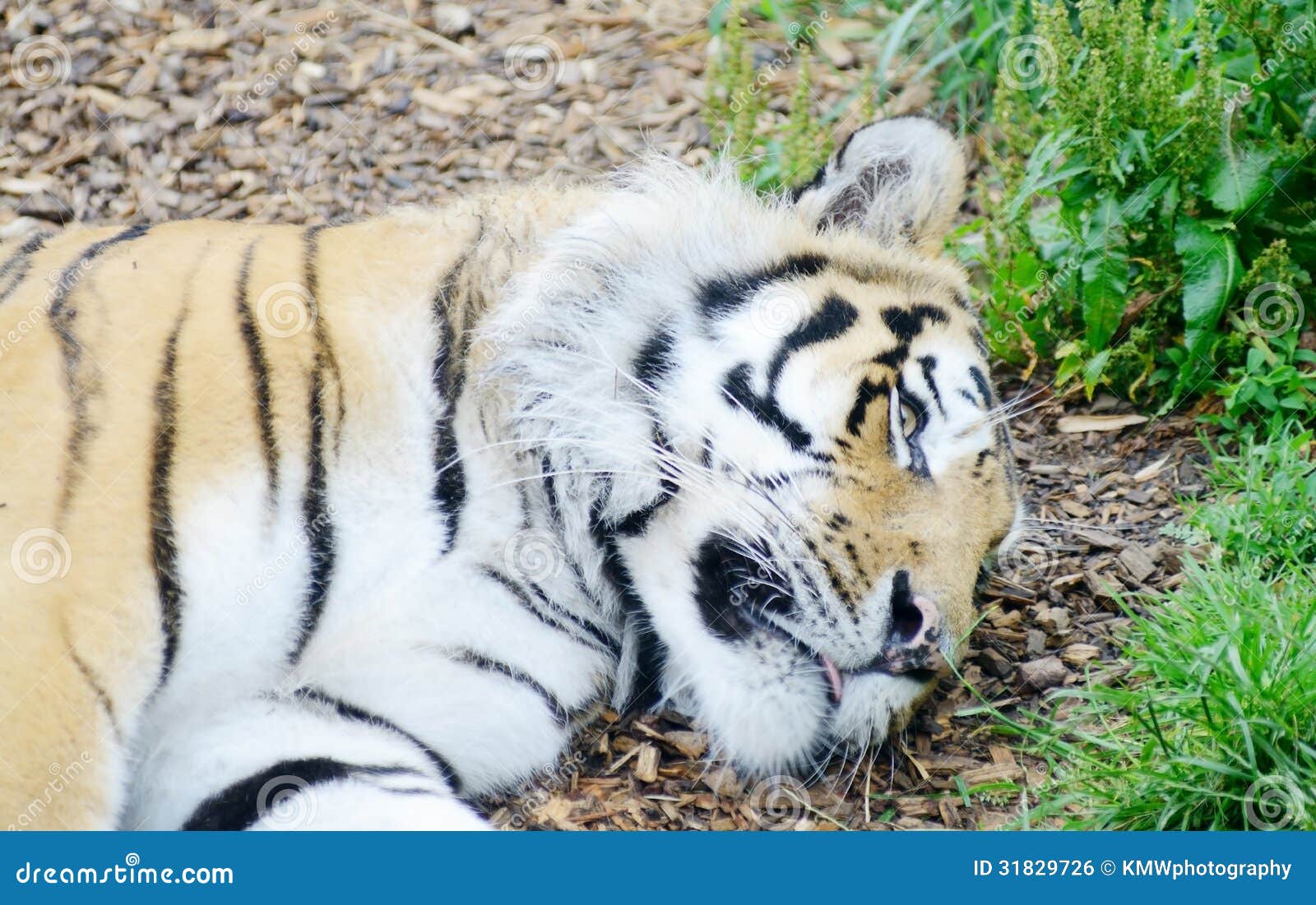 Tiger relaxed stock photo. Image of endangered, stripes - 31829726
