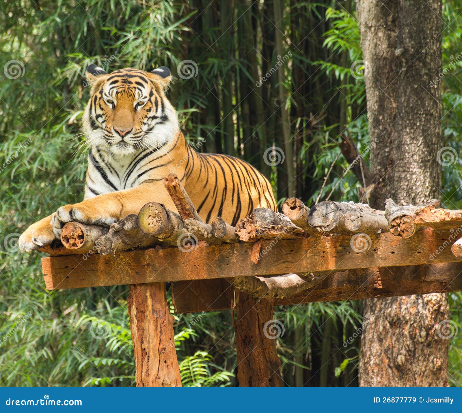 Tiger Relaxing Action in Nature Stock Image - Image of cute, close ...