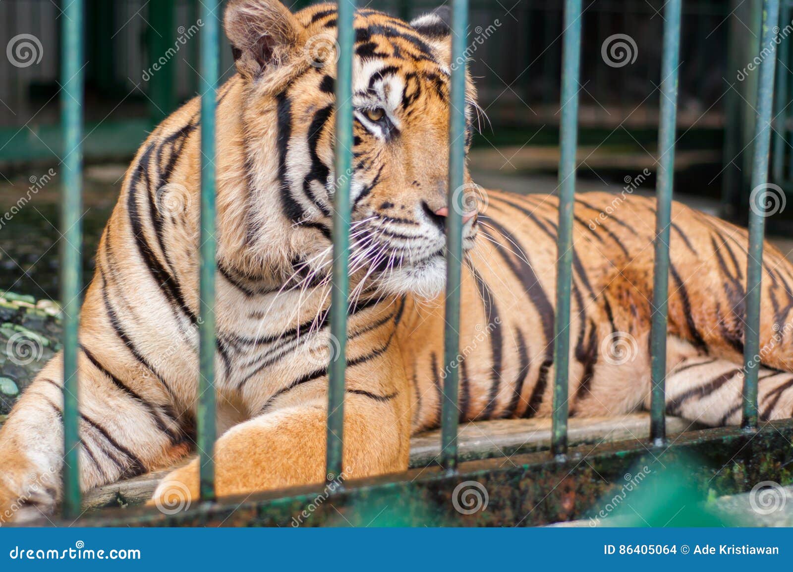 Tiger Relaxing in a Breeding Cage. Stock Photo - Image of relaxed ...