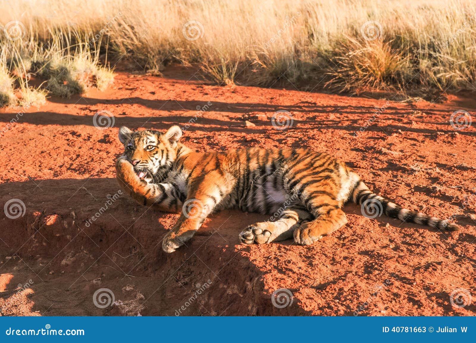 Tiger Relaxing and Cleaning Its Paw Stock Image - Image of fierce, gaze ...