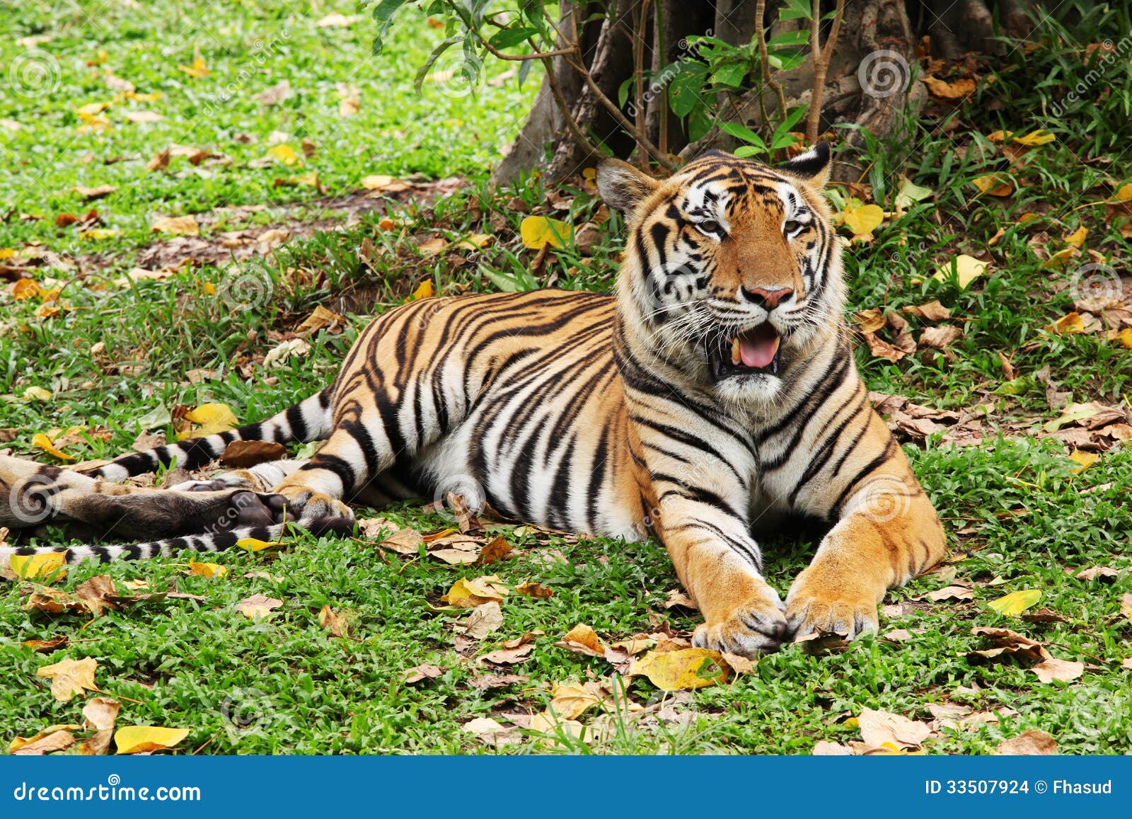 Tiger Relaxing and Laying Down Stock Photo - Image of fearsome, selvage ...
