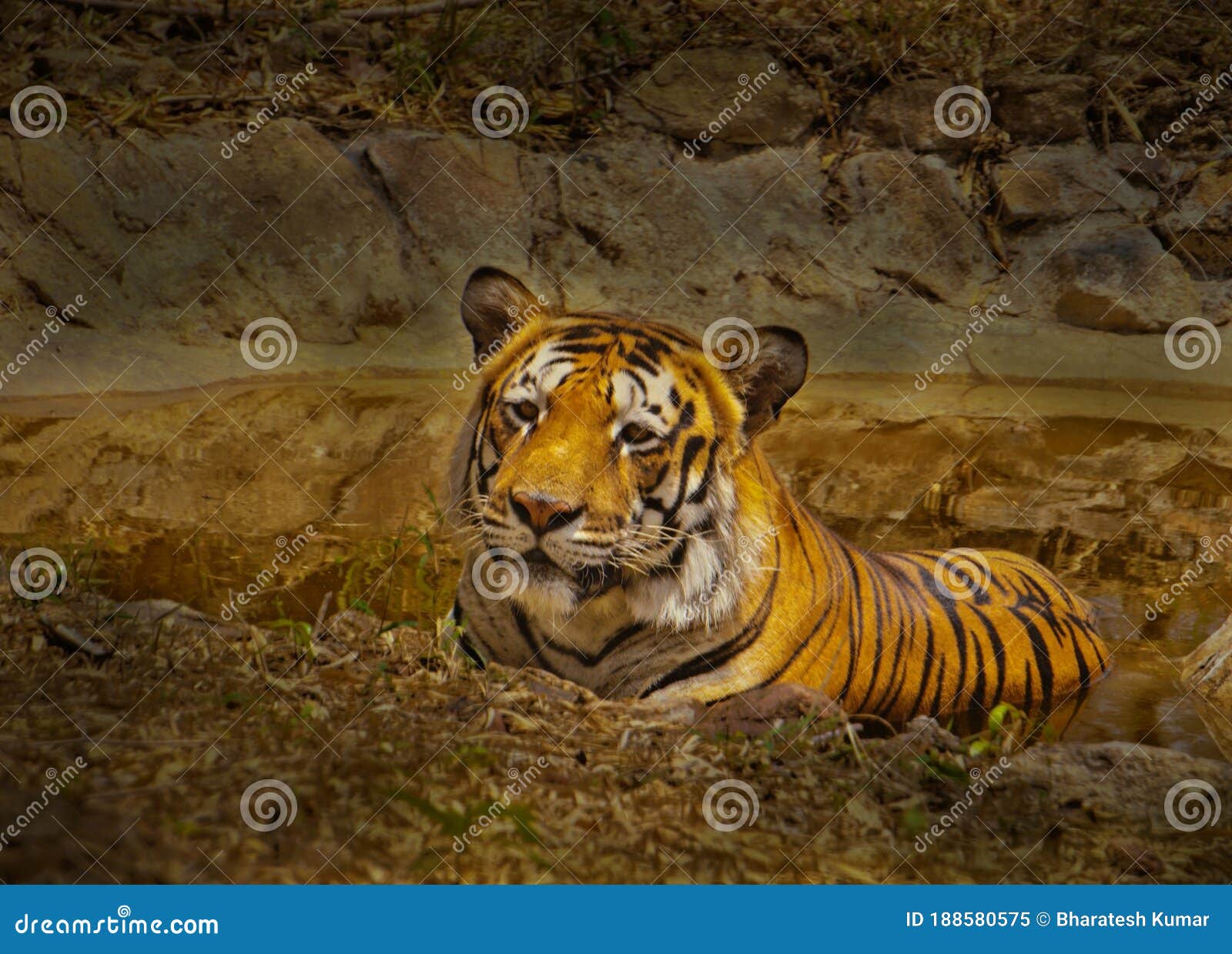 Tiger Relaxing In The Grass. Stock Photography | CartoonDealer.com ...