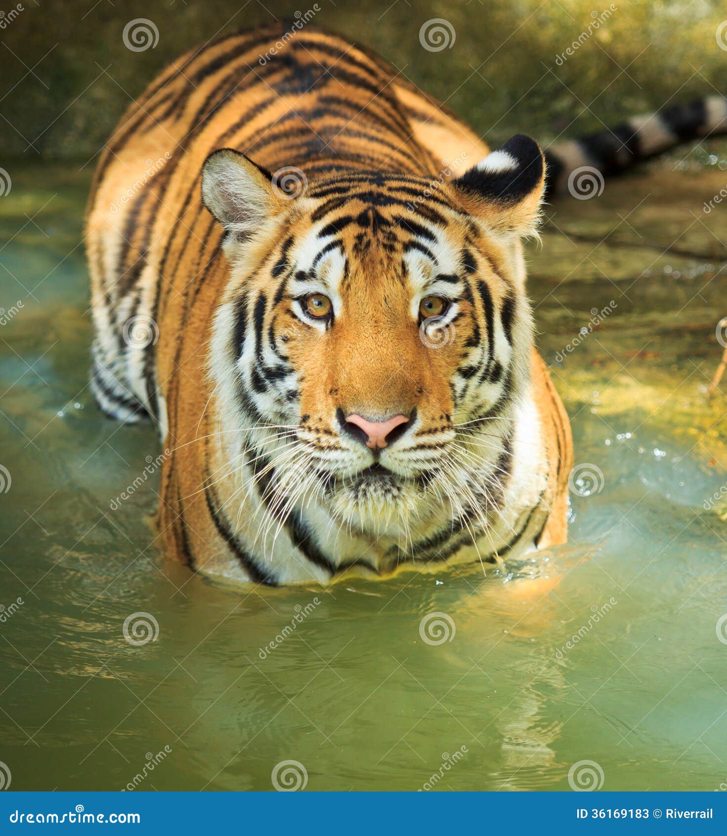 Tiger stock image. Image of asia, predator, beauty, mammal - 36169183