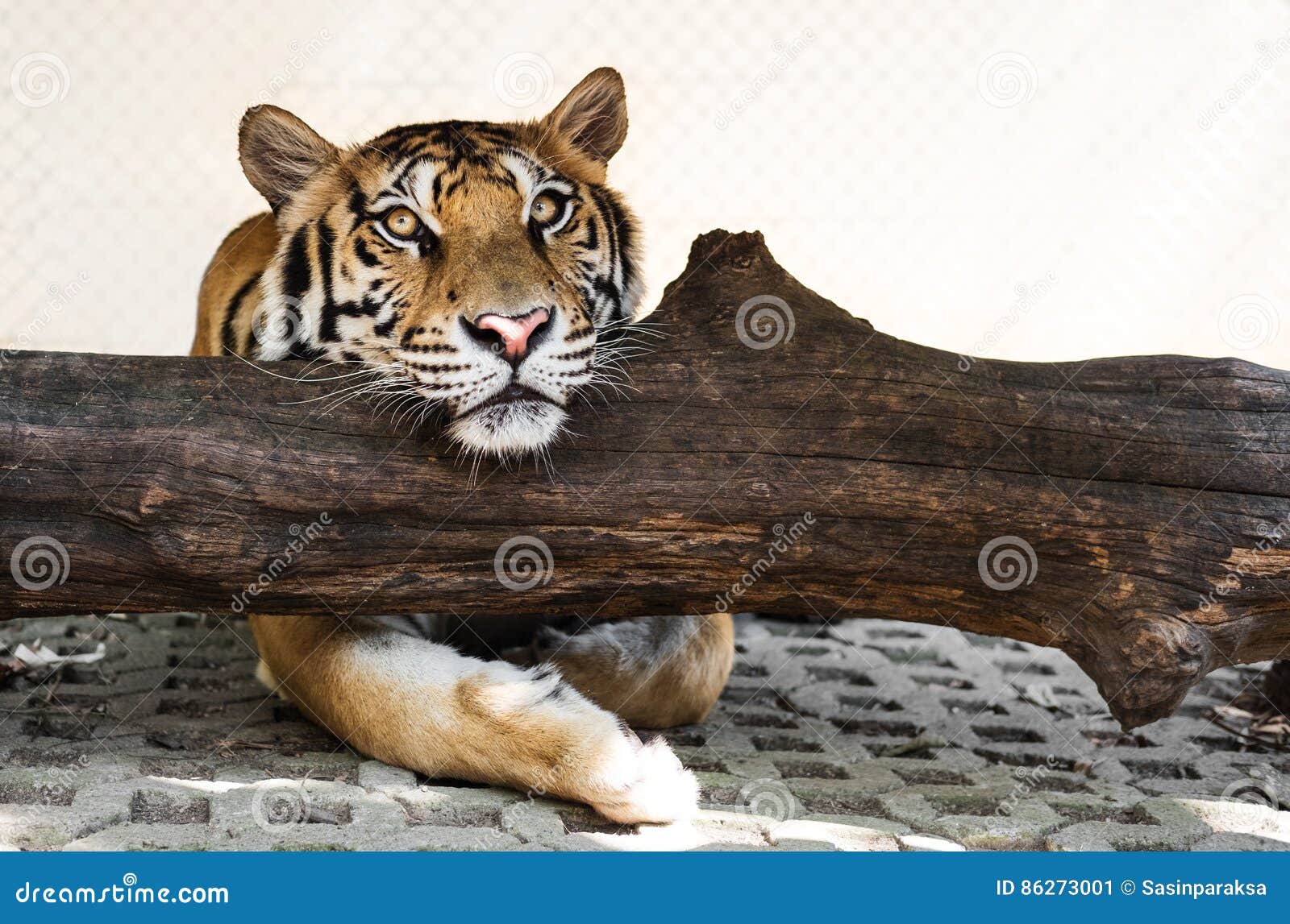 Tiger Relaxing In The Grass. Stock Photography | CartoonDealer.com ...